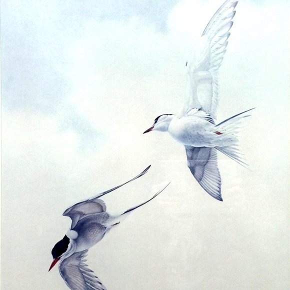 John Pitcher | Art | John Pitcher Birds Signed Numbered Terns ...